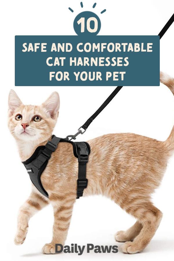10 Safe And Comfortable Cat Harnesses For All Of Your Outdoor