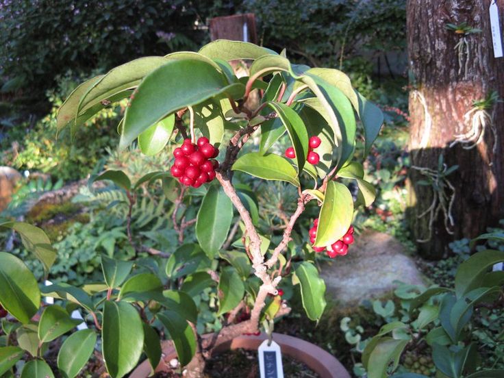 Flowering Vines For Shade (9 Perennial Climbers That Won't Take Over ... Flowering Vines For Shade (9 Perennial Climbers That Won't Take Over ...