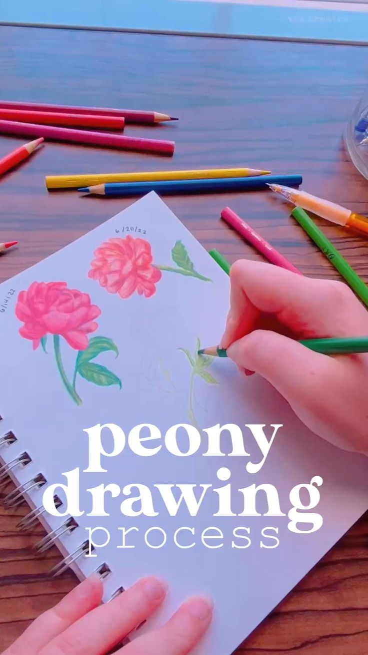 Peony Drawing Process How To Draw A Peony Colored Pencil Drawing