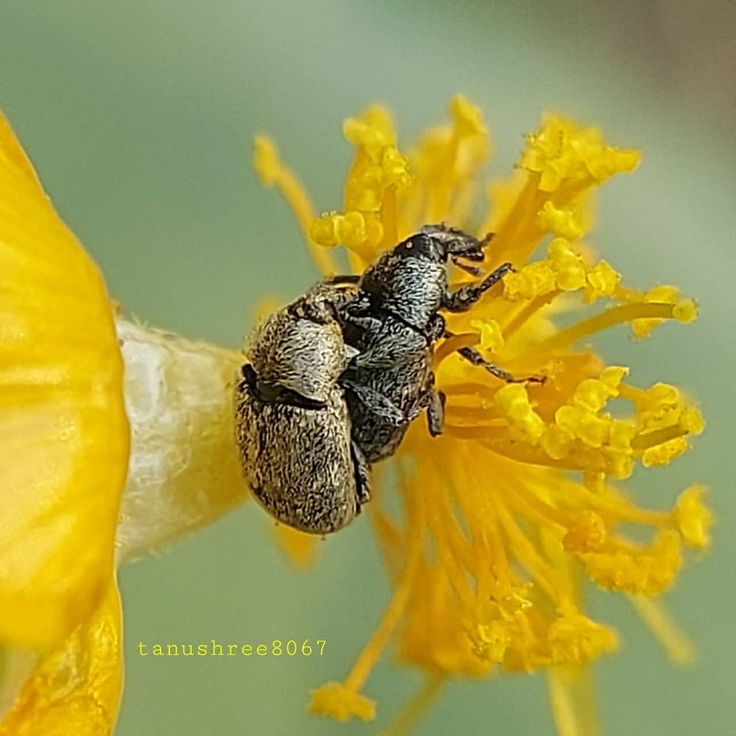 Weevils