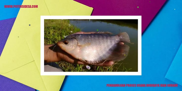 Proses Budidaya Ikan Gurami: Mulai dari Pembibitan hingga Panen Proses Budidaya Ikan Gurami: Mulai dari Pembibitan hingga Panen
