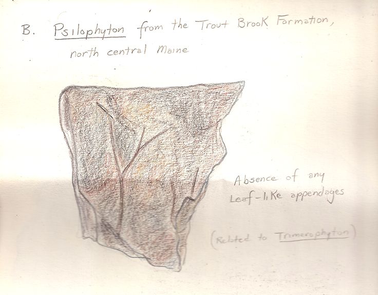 Psilophyton a Devonian fossil plant Psilophyton a Devonian fossil plant