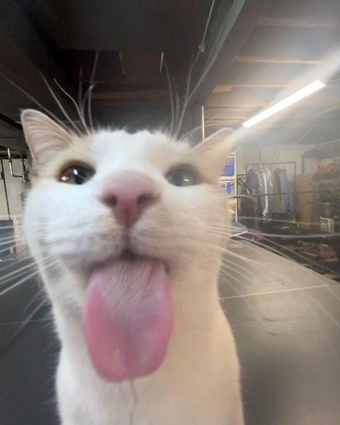 Pin En Cat