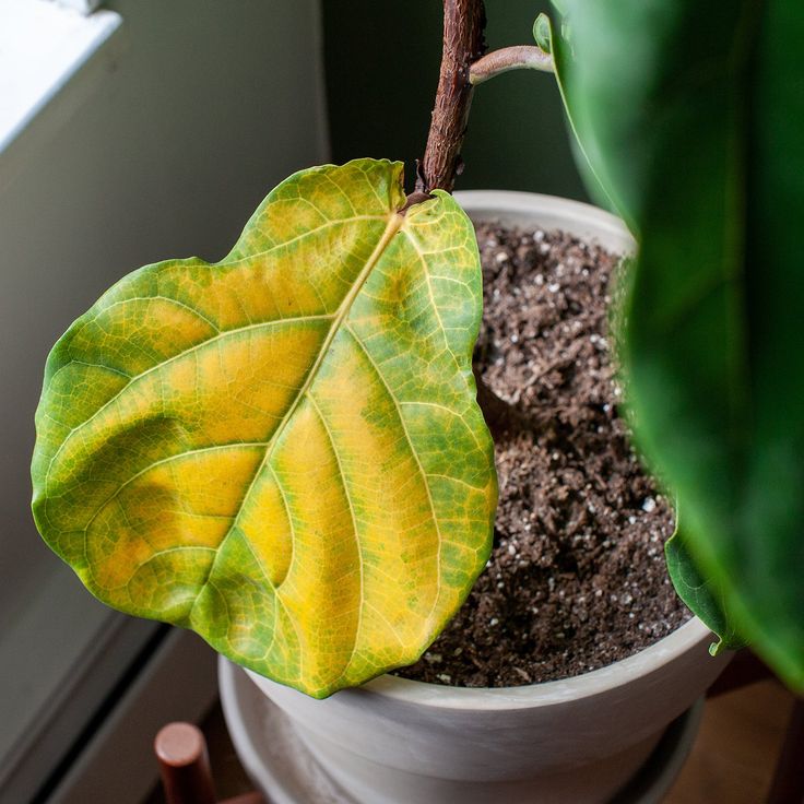 Solving Common Issues with Fiddle Leaf Figs Solving Common Issues with Fiddle Leaf Figs