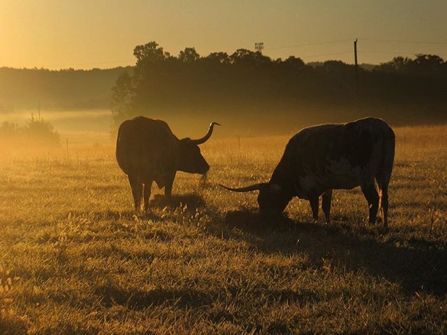 Tuesdaytrivia Who Was The First Woman Known As The Cattle Queen Of