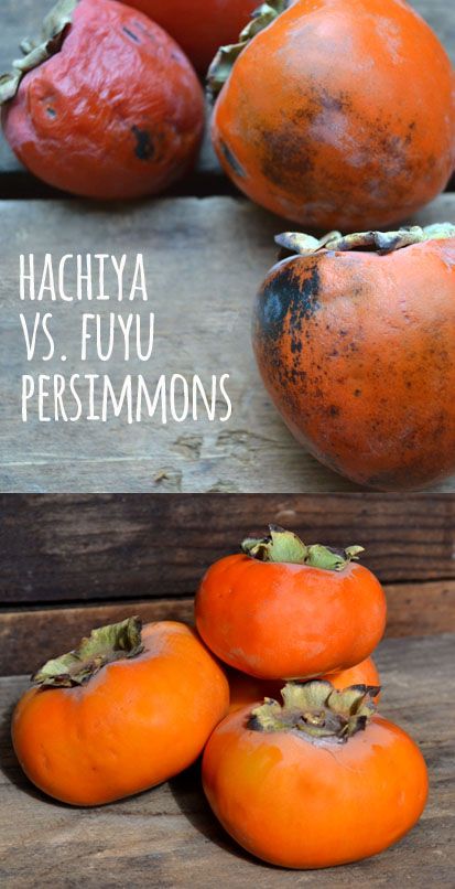 Hachiya Vs Fuyu Persimmon Lowdown Persimmon Persimmon Recipes Persimmon Fruit