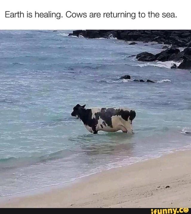 Earth Is Healing Cows Returning To The Sea Meme