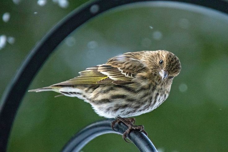 Pine Siskin Vs Goldfinch How To Tell The Difference Pine Siskin Siskin Goldfinch