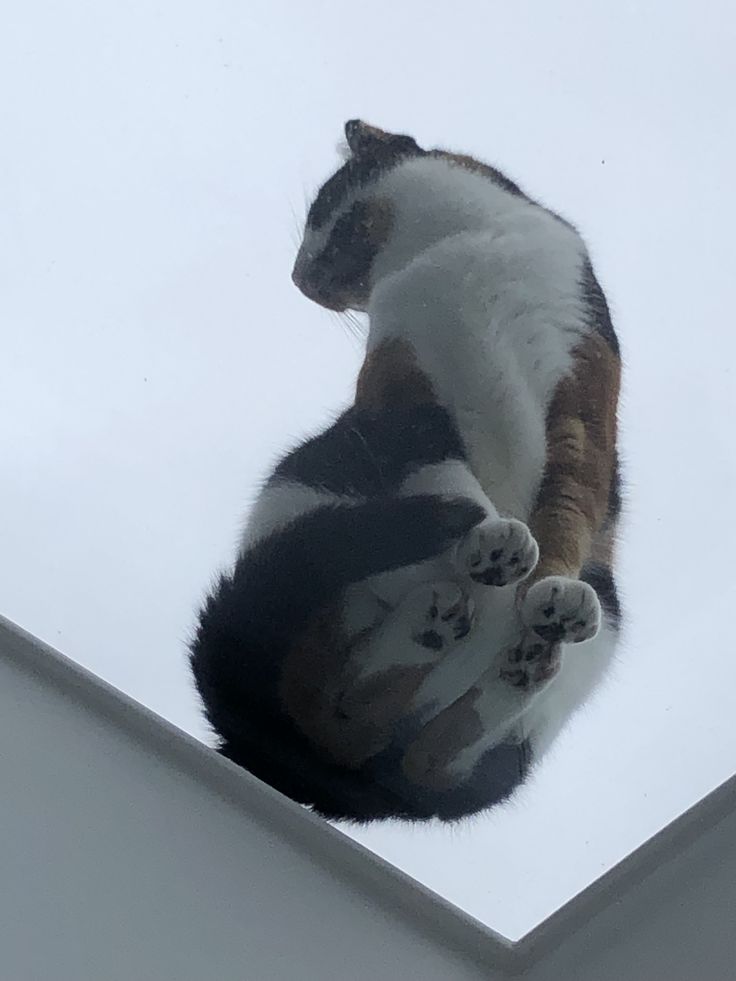Pin By Sonja Evans On Calico Cat Uk Nancy Fancy Pants Cat Uk Beautiful Cat Calico Cat