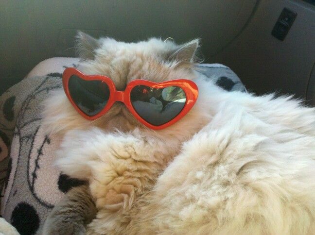 Stunner Shades Heart Sunglass Sunglasses Shades