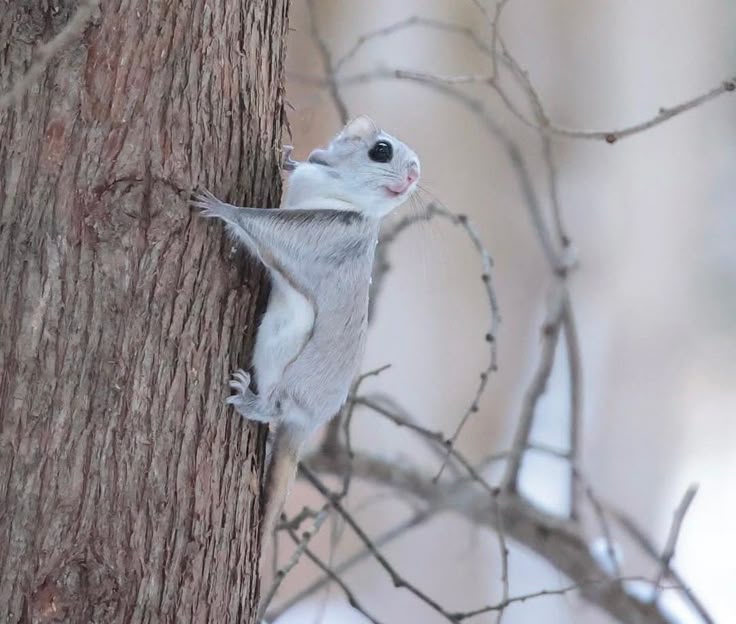 Пин от пользователя M L на доске Flying Squirrel Животные Белка