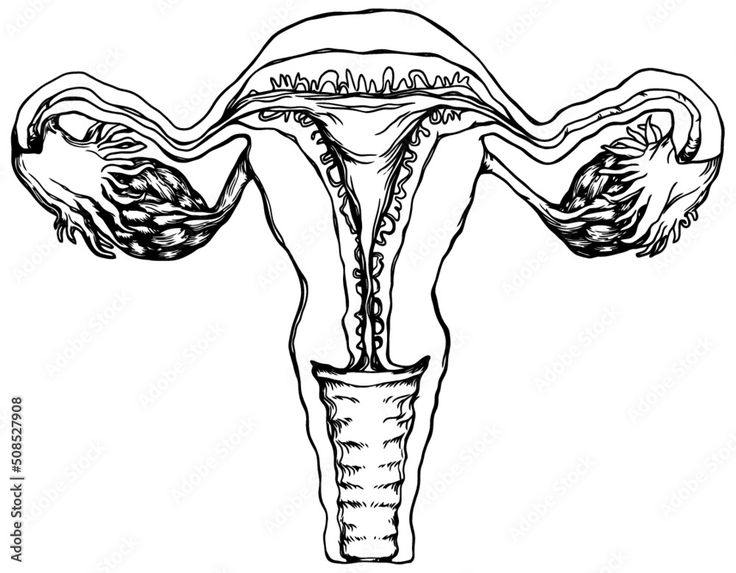 The Cross Section Of An Utensil In Black And White