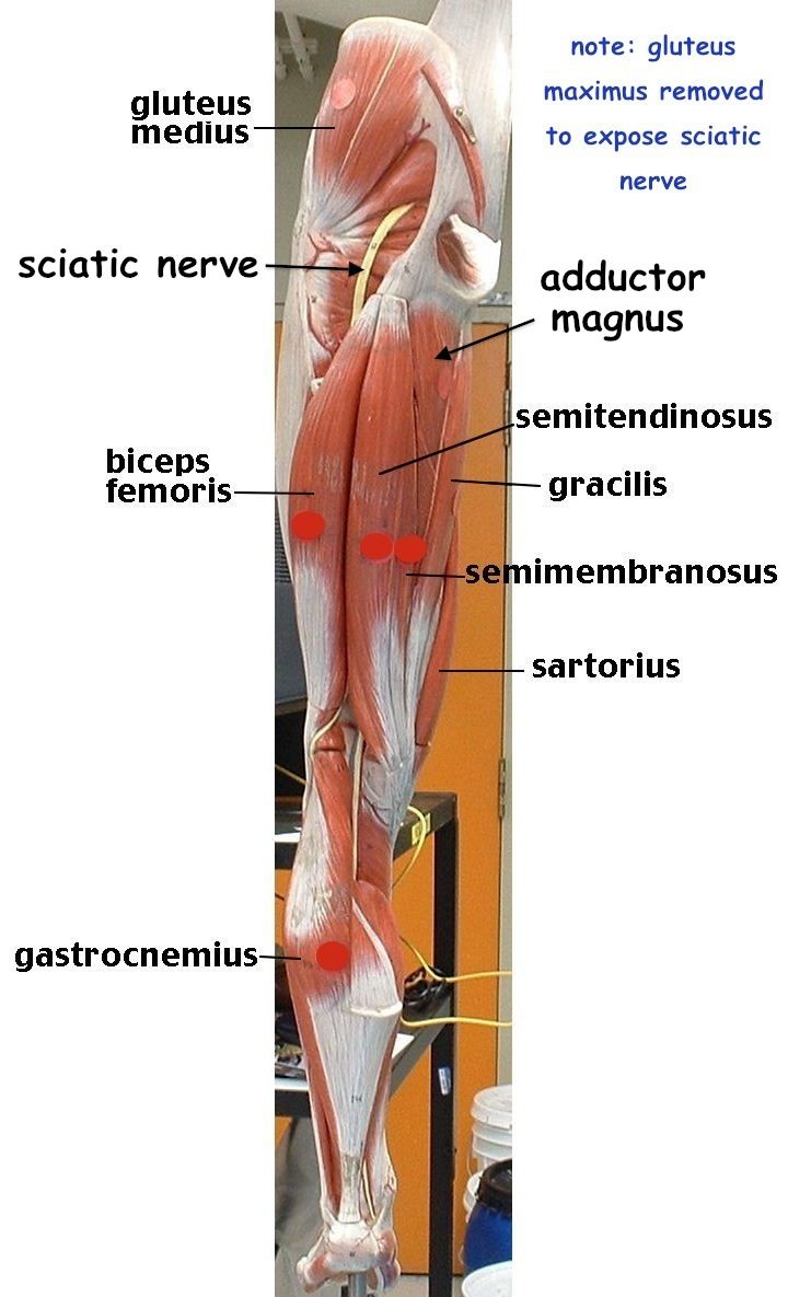 Lower Leg Motor Nerves Labeled Human Anatomy Picture Human Body