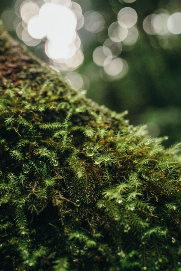 A Guide To Exploring El Yunque National Rainforest Waterfall Edition Rainforest El Yunque