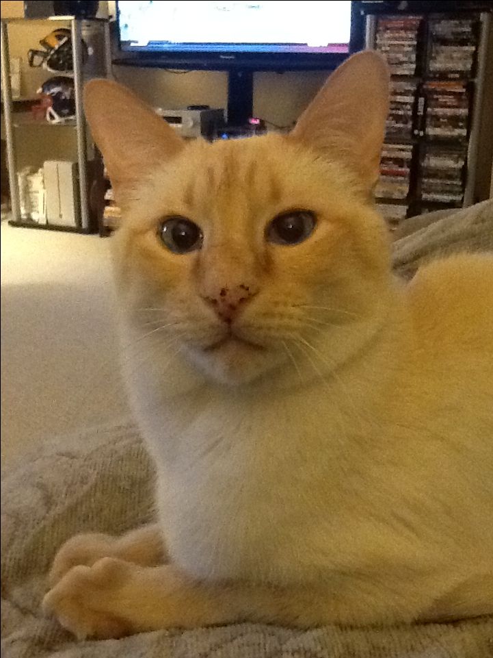Flame Point Cat Names Big Of A Deal Blogger Stills Gallery
