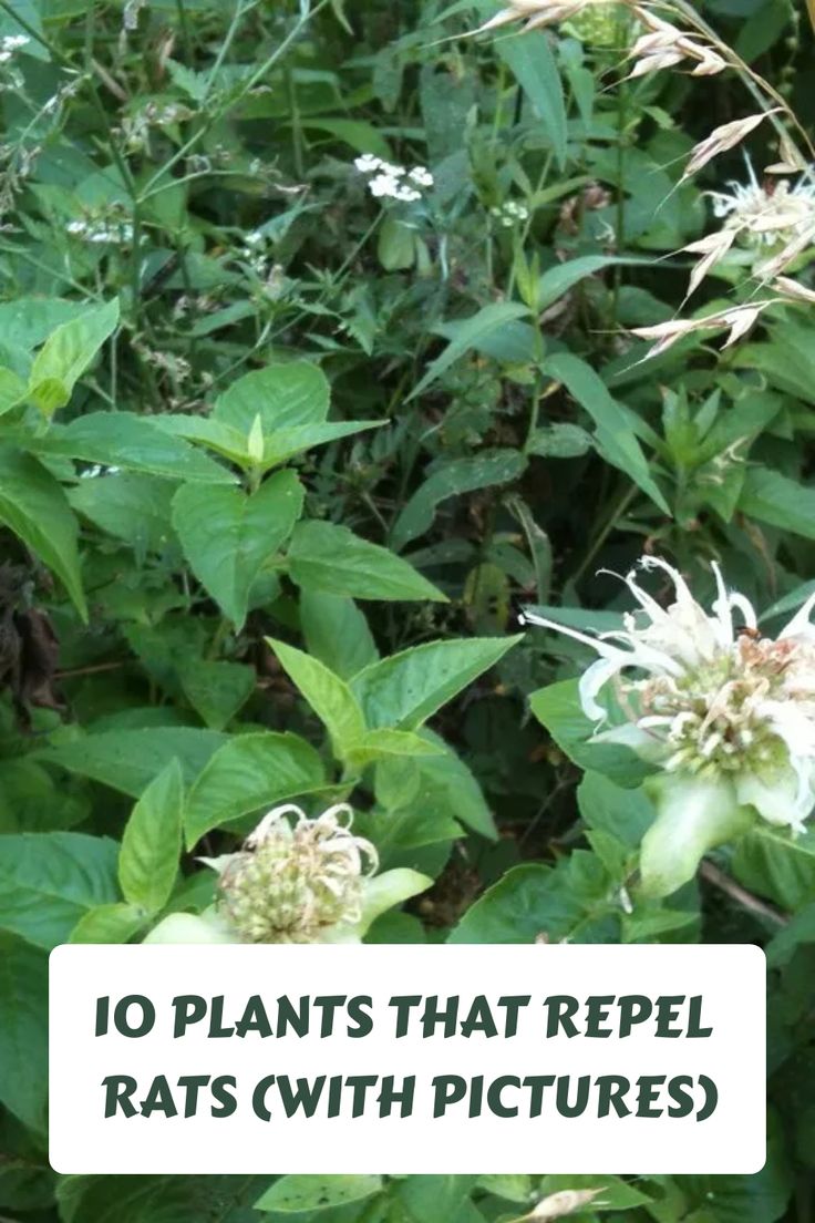 10 Plants That Repel Rats With Pictures In 2024 Natural Repellent Purple Flowering Plants