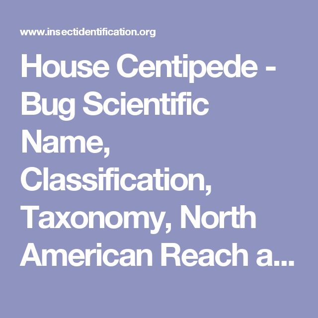 House Centipede Bug Scientific Name Classification Taxonomy North American Reach And Size