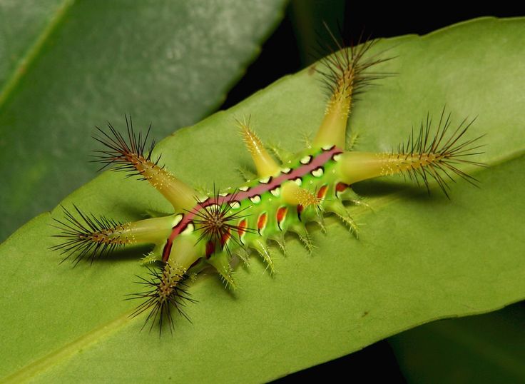 Mid Instar Stinging Nettle Slug Caterpillar Cup Moth Limacodidae The Jester