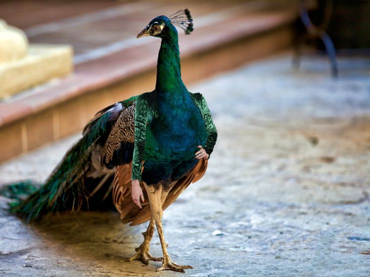 They Called Me Chicken Legs Flying Peacock Peacock Bird Wallpaper