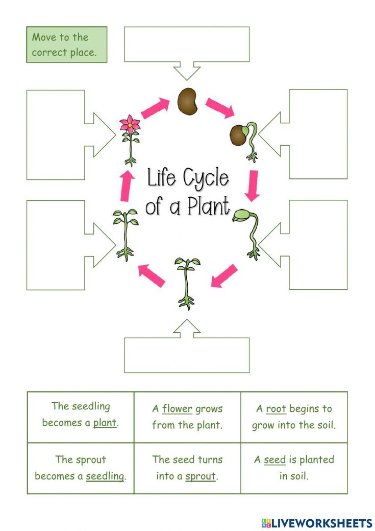Life Cycle Of A Plant Worksheet