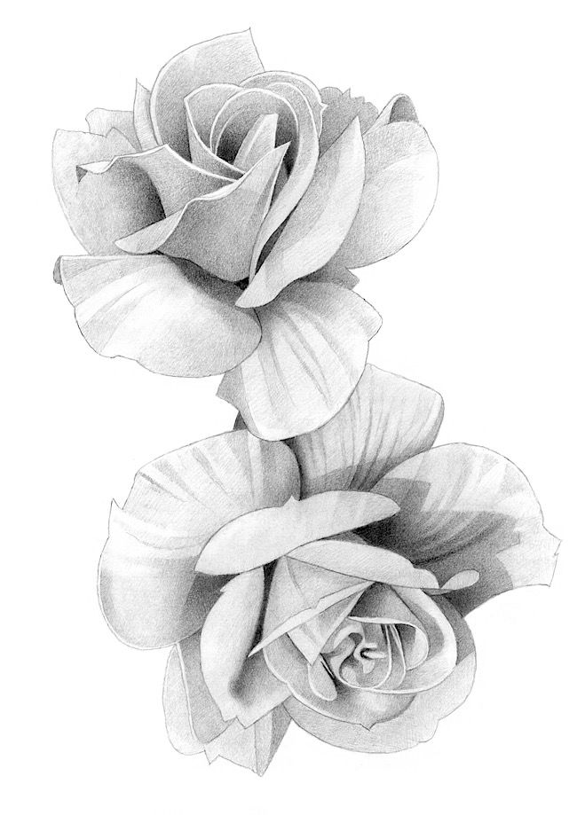 Rose Roses Flower Floral Botanical Graphite Pencil Drawing Art Print Flower Art Drawing Rose