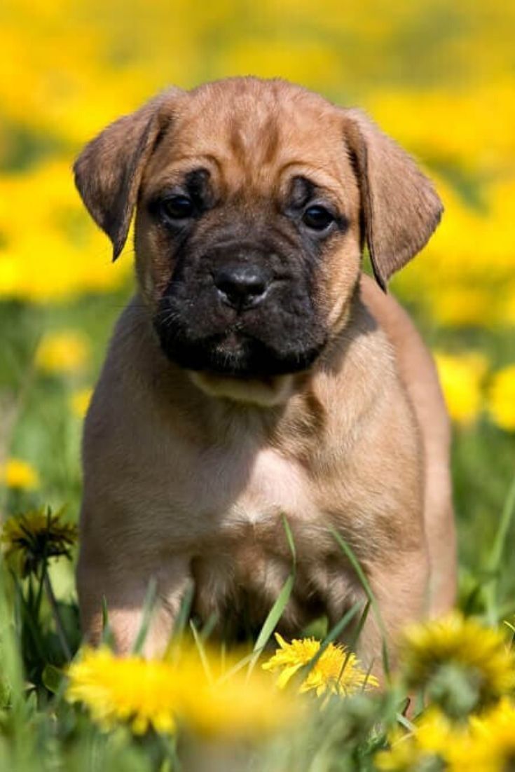 Razas De Perro Españolas Razas De Perros Razas De Perros Españoles Perros