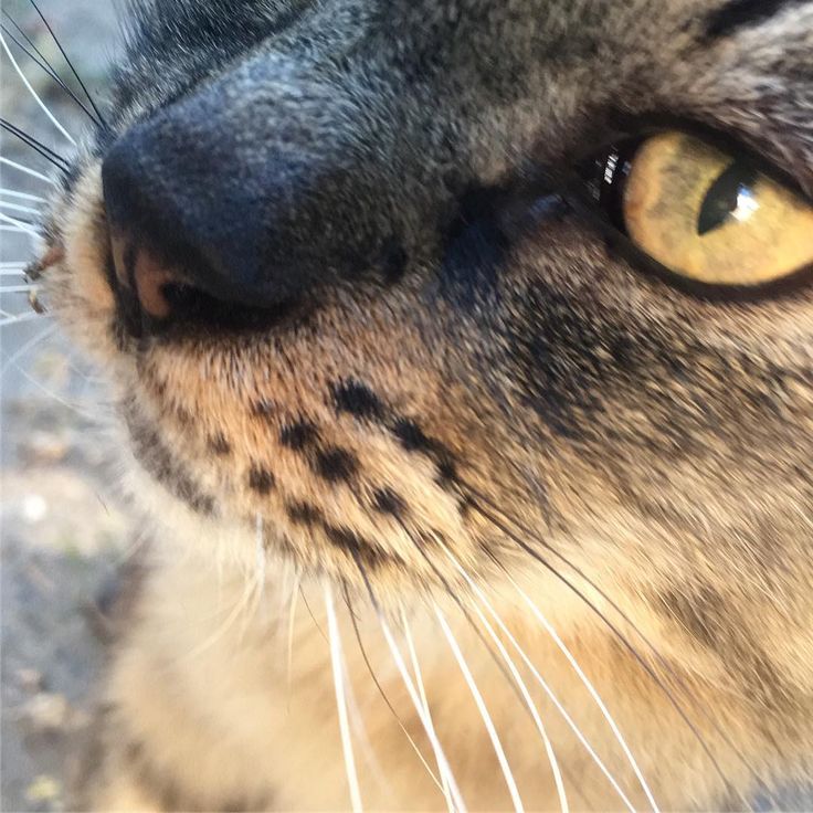 Macan One Of Our Feral Cats Feline Feralcat Feralcatsofinstagram Feralrescue Cats Feral