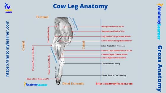 Cow Leg Anatomy Bone Muscles And Vessels From Front And Hind Legs Anatomylearner The