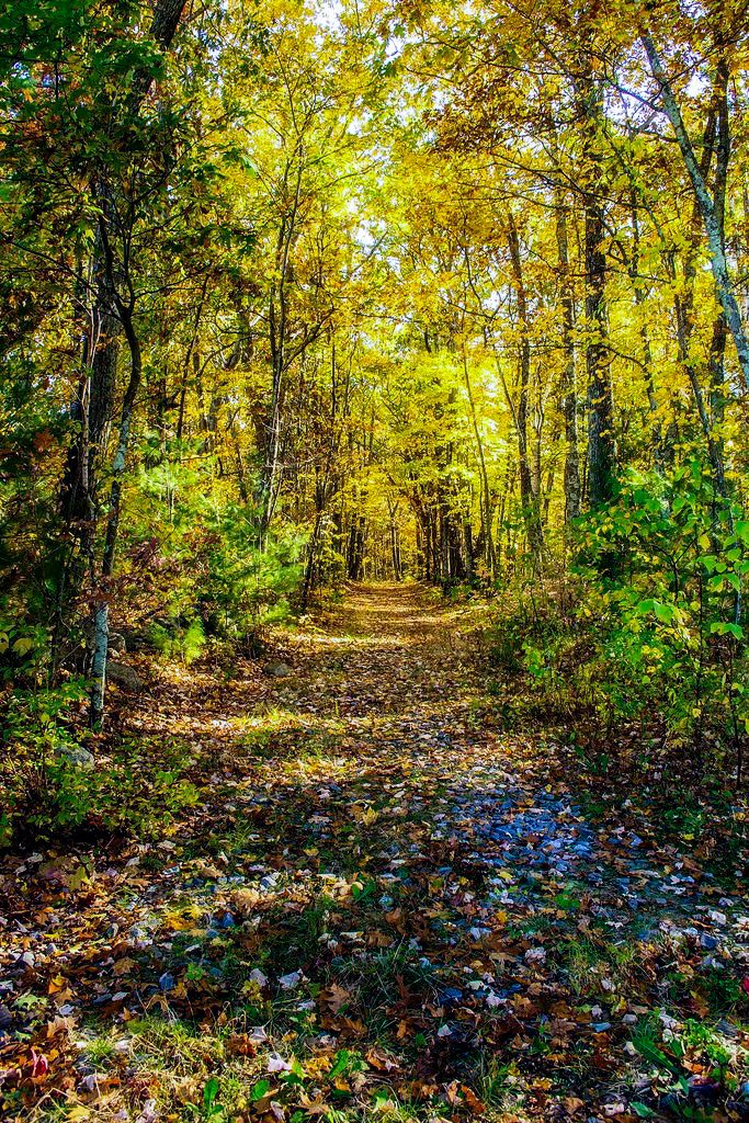 Dappled light on a forest path [unable to determine location or ... Dappled light on a forest path [unable to determine location or ...