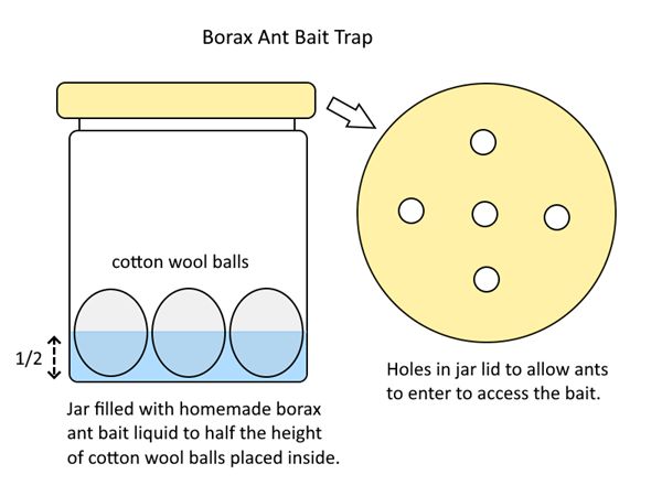 Borax Ant Bait Trap Borax For Ants Ants Natural Ecosystem
