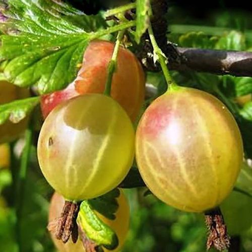 Pin By Tania K On Фрукты ягоды и овощи Gooseberry Plant Growing Raspberries Black Currant Plant