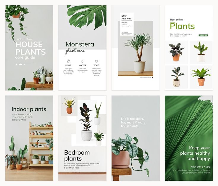 Download Premium Psd Image Of Indoor Gardening Psd Template Set For Social Media Stories By