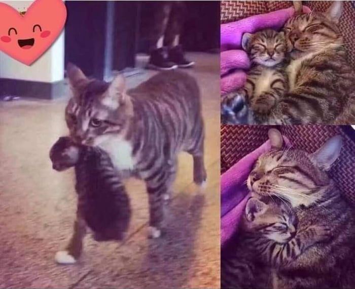 My Male Cat Brought His Kitten Home After Quarreling With His Girlfriend Funny Cat Memes