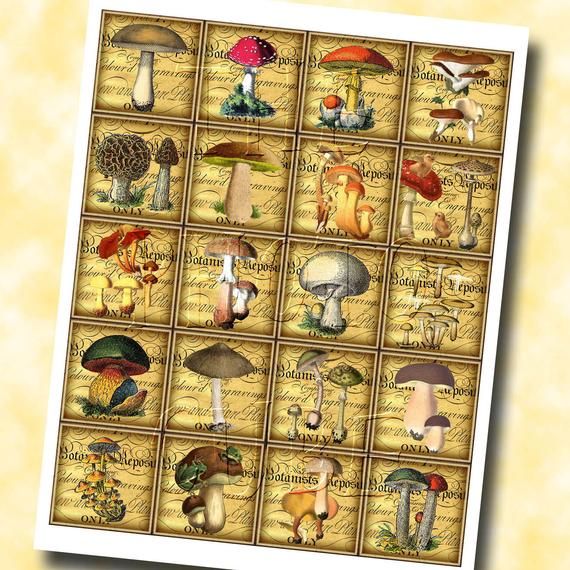 Mushrooms Toadstools Vintage Art 2x2 Square Tags Cards Instant Download
