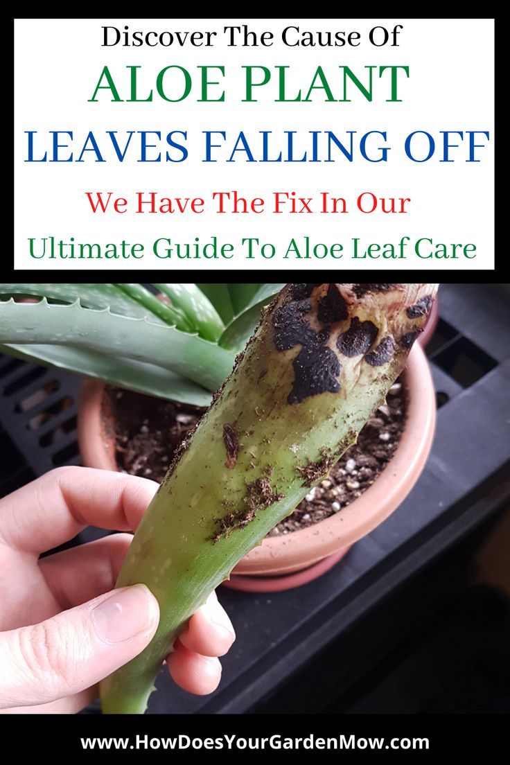 This Is Why Your Aloe Plant Leaves Are Falling Off Aloe Vera Plant Indoor Aloe Plant Aloe