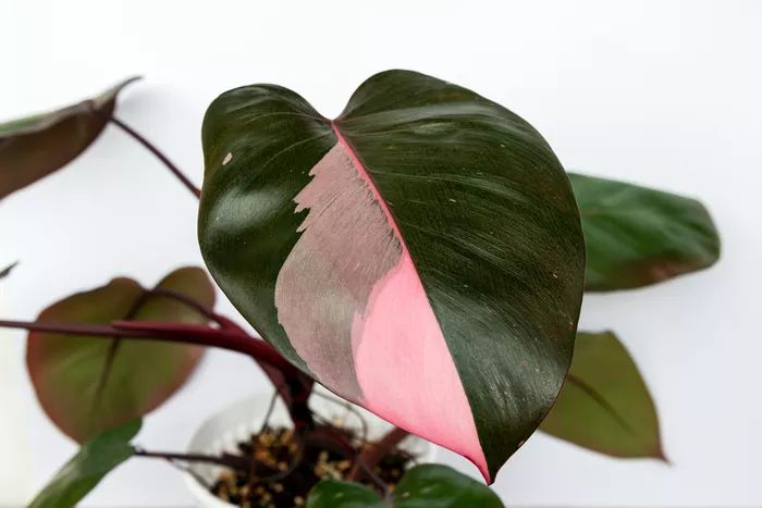 How to Grow Pink Princess Philodendron How to Grow Pink Princess Philodendron