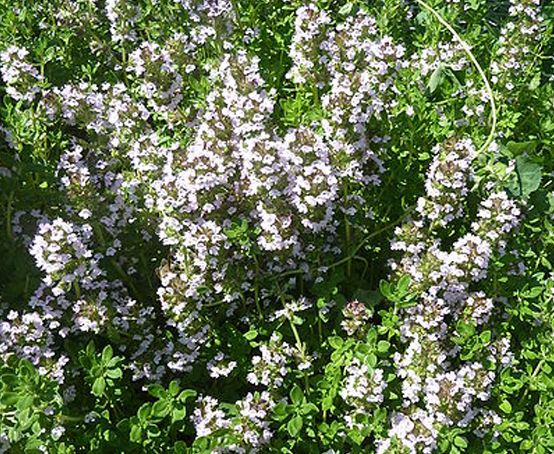 Hetty's Herbs & Plants Thyme Creeping Lemon | Hetty's Herbs & Plants ... Hetty's Herbs & Plants Thyme Creeping Lemon | Hetty's Herbs & Plants ...
