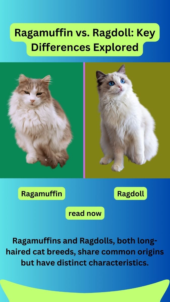Ragamuffin Vs Ragdoll Key Differences Explored Ragamuffin Ragdoll Long Hair Cat Breeds