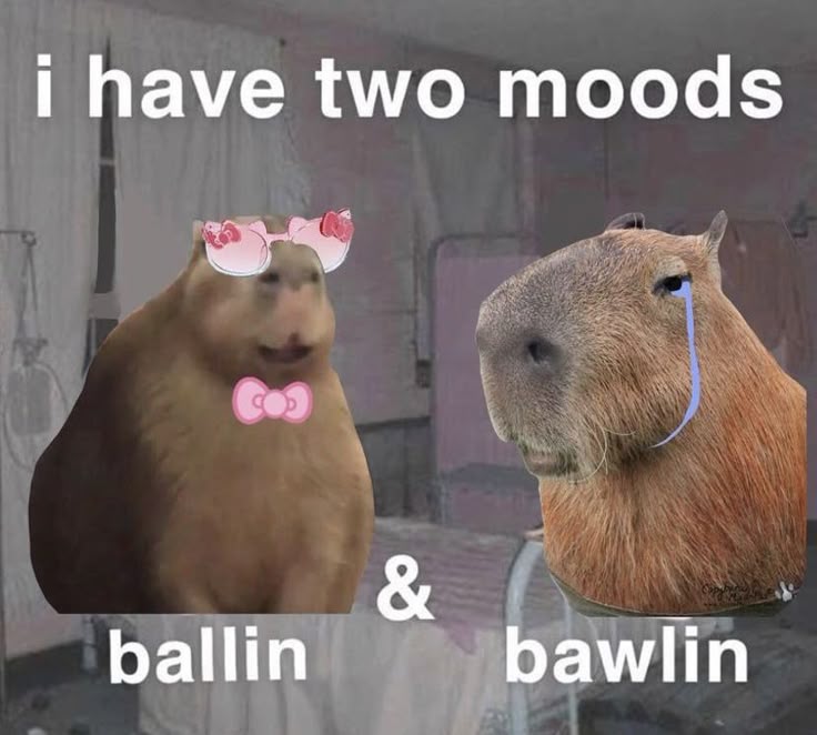 Funny Cat and Capybara Memes Funny Cat and Capybara Memes