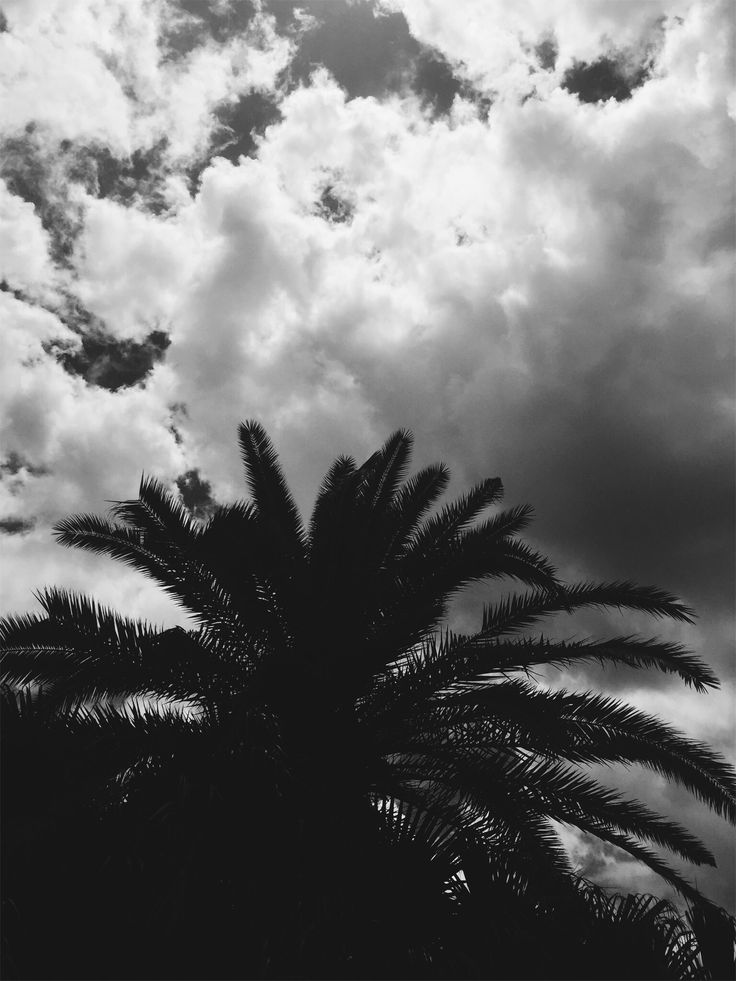 Palm Trees Vsco Palm Trees Palm Tree