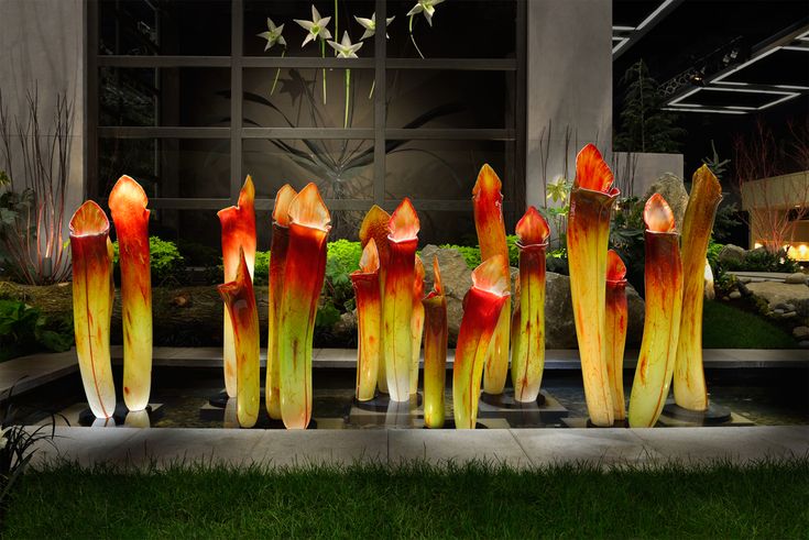 Carnivorous Plants Pitcher Plantsvenus Fly Traps Carnivorous Plants Pitcher Plant Glass
