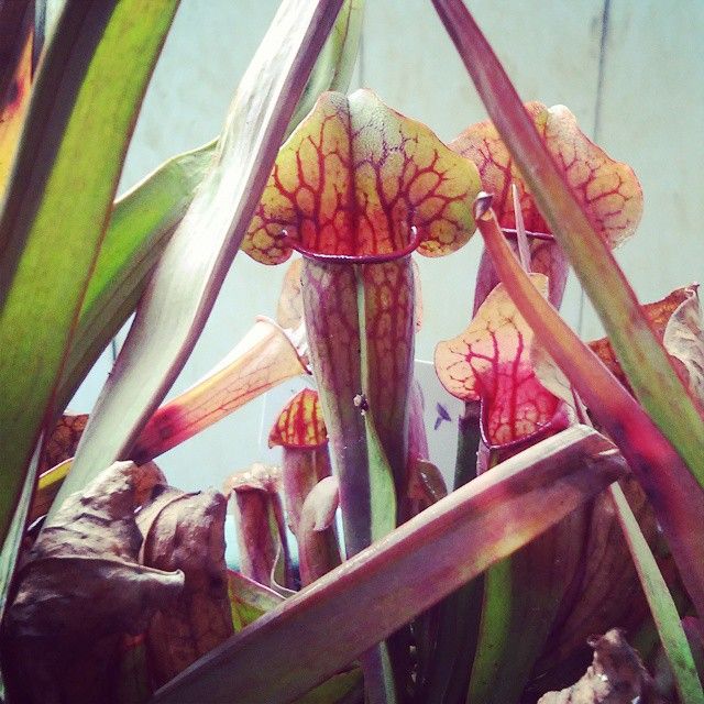 Sarracenia Oreophila x Purpurea - Carnivorous Pitcher Plant Sarracenia Oreophila x Purpurea - Carnivorous Pitcher Plant