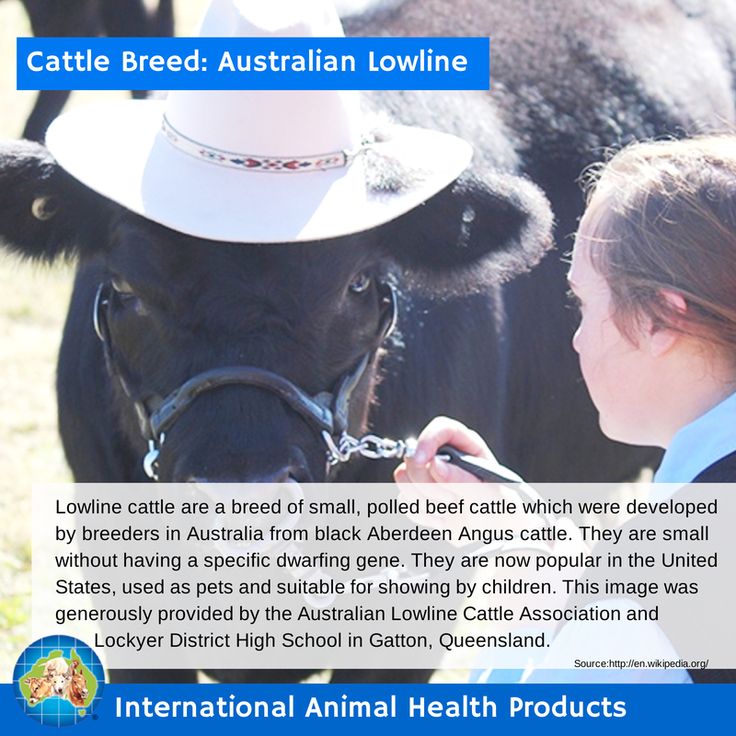 Lowline Cattle Are A Breed Of Small Polled Beef Cattle Which Were Developed By Breeders In