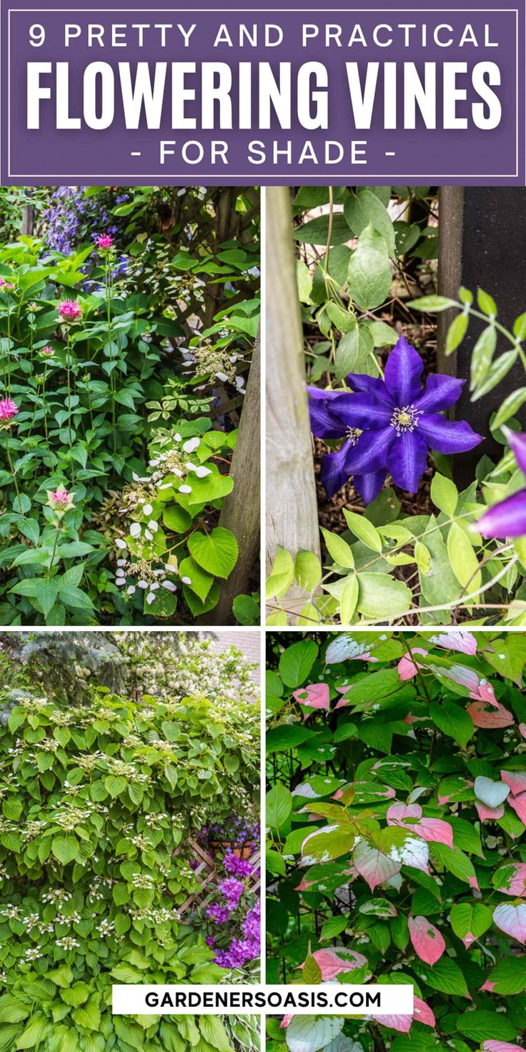Flowering Vines For Shade (9 Perennial Climbers That Won't Take Over ... Flowering Vines For Shade (9 Perennial Climbers That Won't Take Over ...