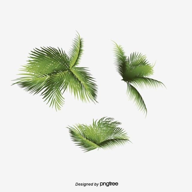 As Folhas De Estilo Coco PNG As Folhas De Estilo Coco PNG
