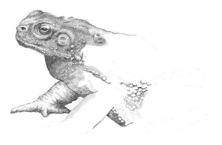 Cane Toad By Tomcarlos Toad Art Inspiration Frog And Toad
