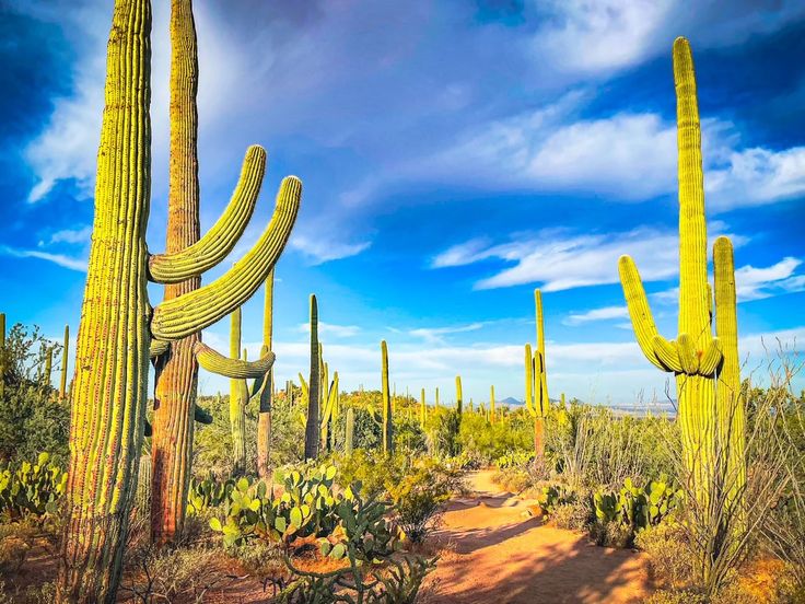 Best Things To Do In Saguaro National Park National Parks Scenic
