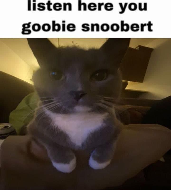 a grey and white cat sitting on top of someone's lap with the caption ... a grey and white cat sitting on top of someone's lap with the caption ...