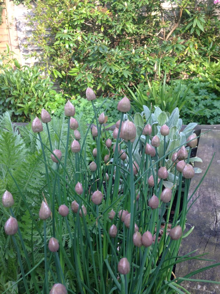 Pollinator Bed Garden Plants Pollination