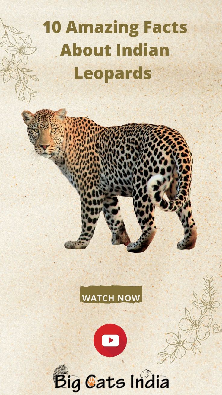 10 Amazing Facts About Indian Leopards | Leopard facts, Wildlife facts ... 10 Amazing Facts About Indian Leopards | Leopard facts, Wildlife facts ...